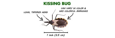 How Big Are Kissing Bugs? Size, Identification, and Risks - Labclinic56