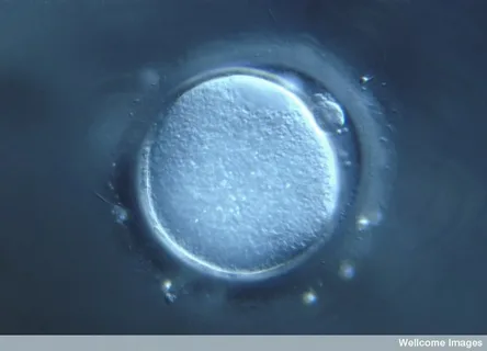 How Scientists Grew Egg Cells From Human Skin - Labclinic56